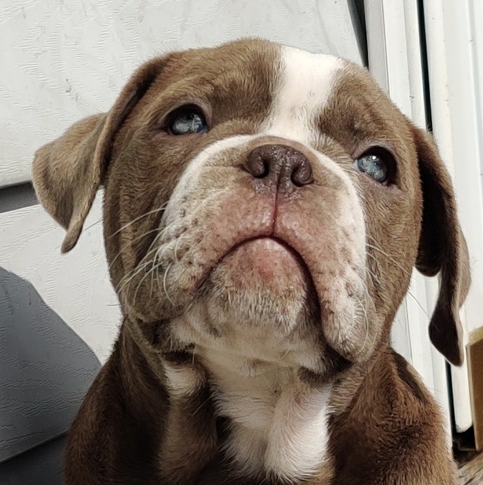 Captain Bully and The Mighty Pups