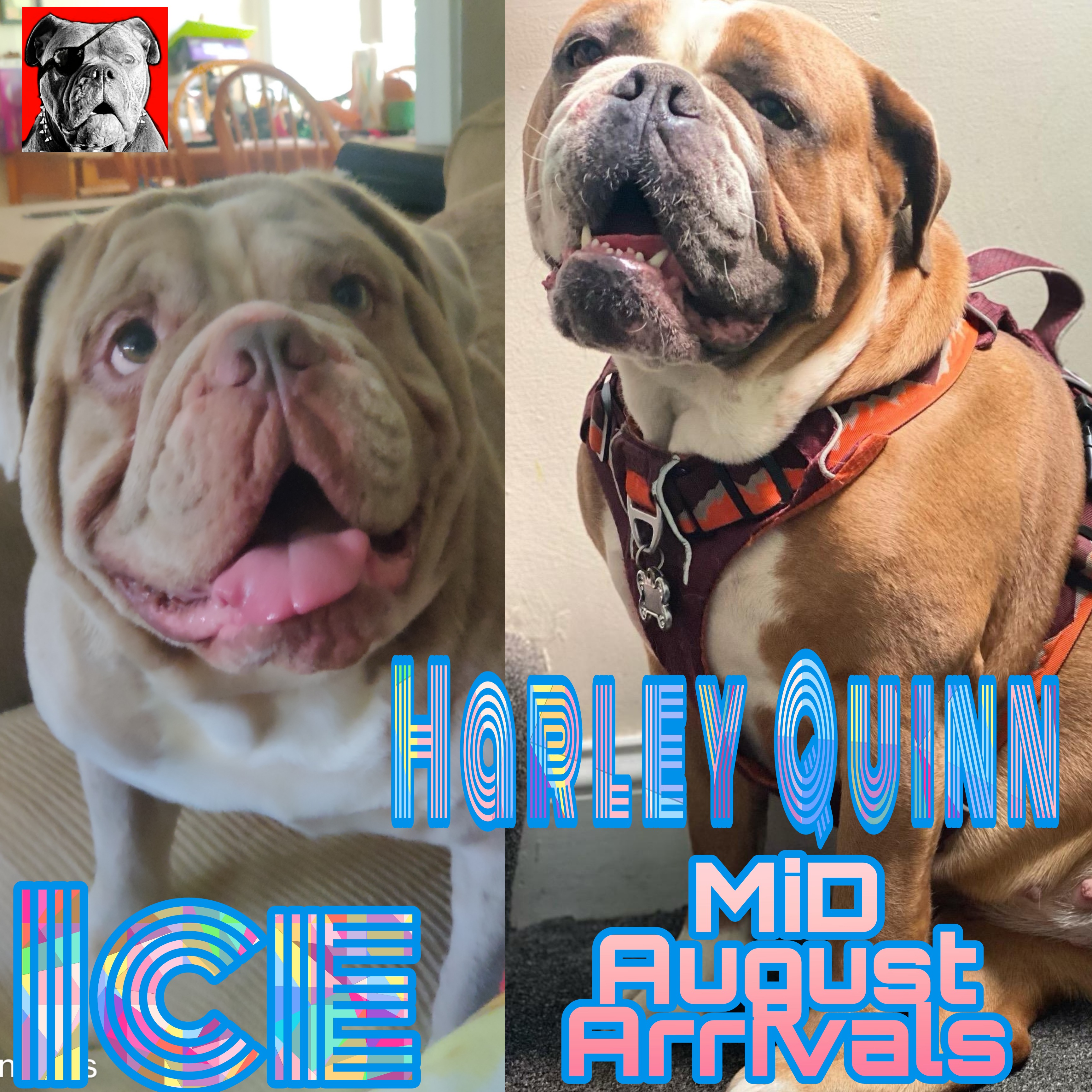 Puppies are arriving August 15th – Captain Bully and The Mighty Pups