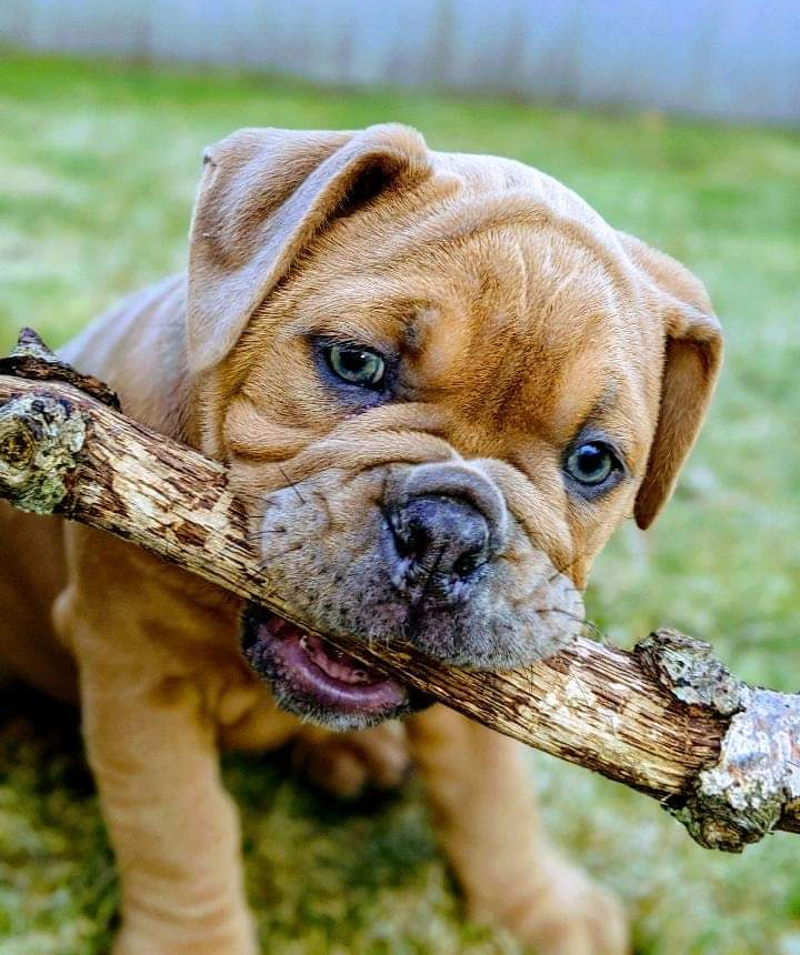 Captain Bully and The Mighty Pups