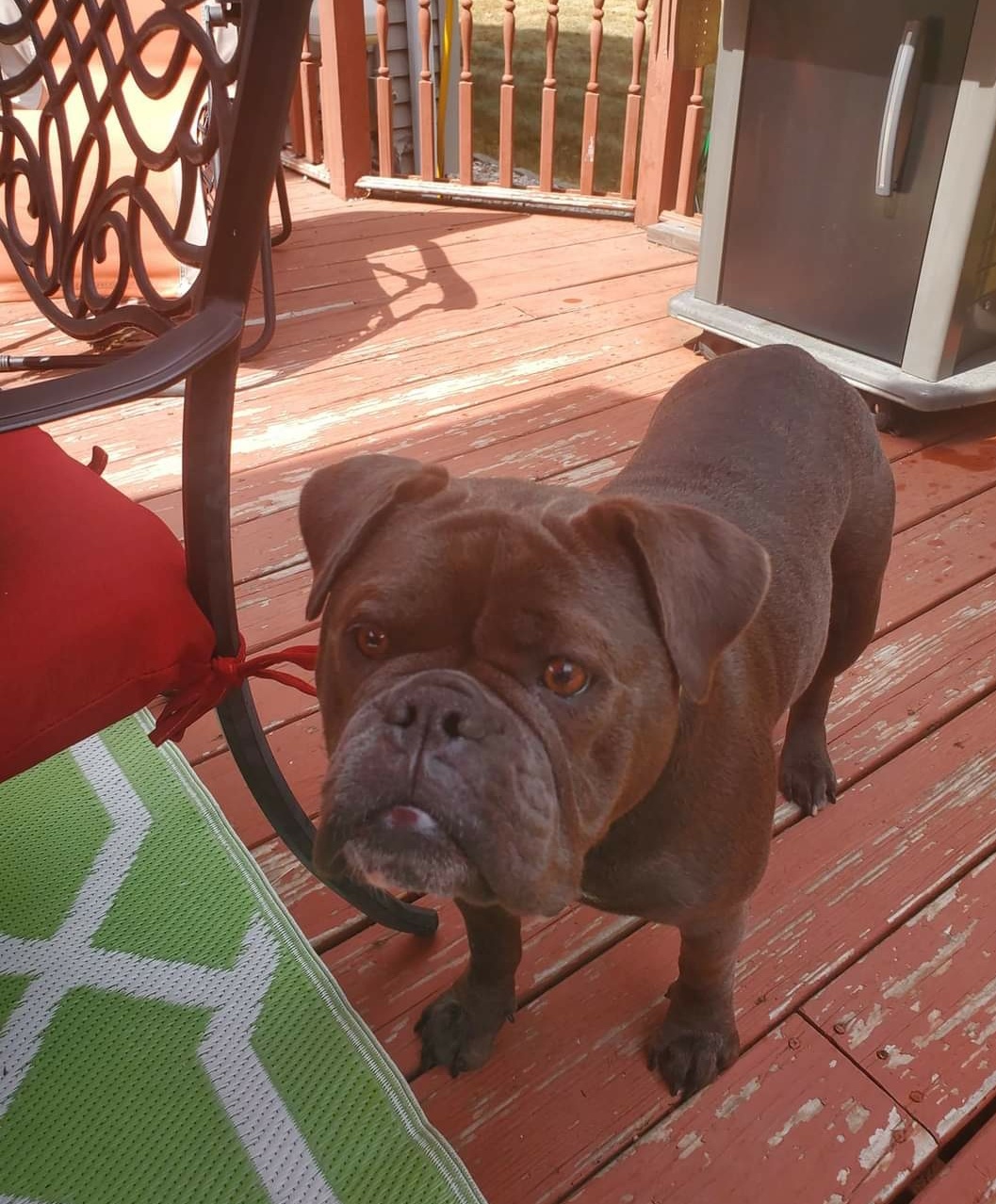 Captain Bully and The Mighty Pups