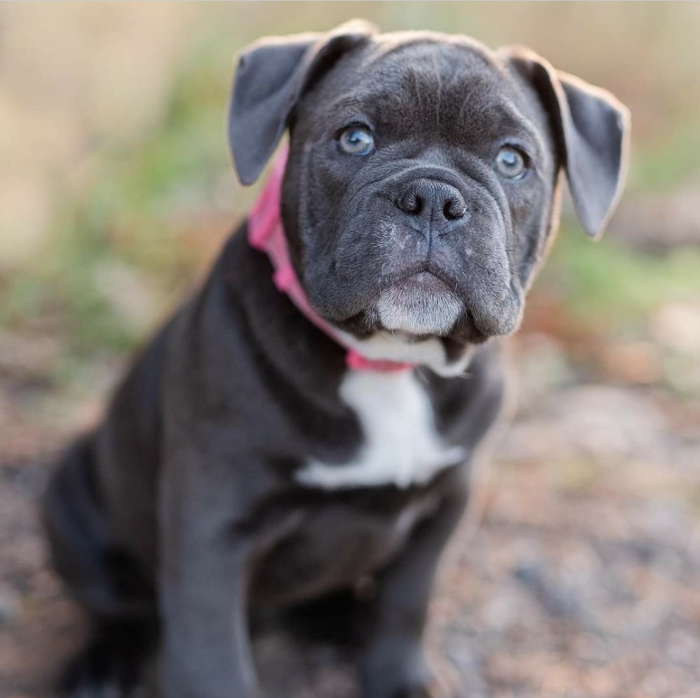 Captain Bully and The Mighty Pups