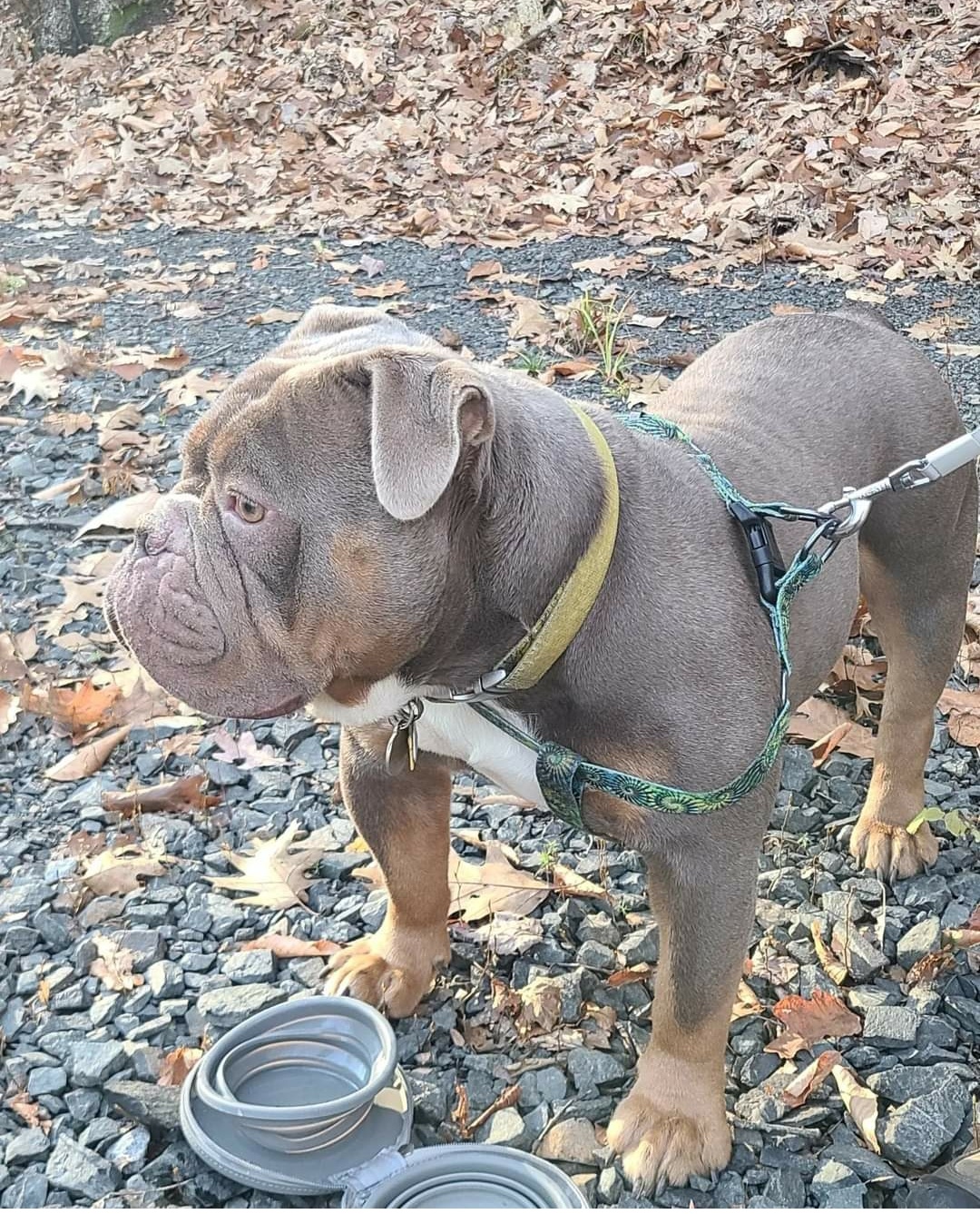 Captain Bully and The Mighty Pups