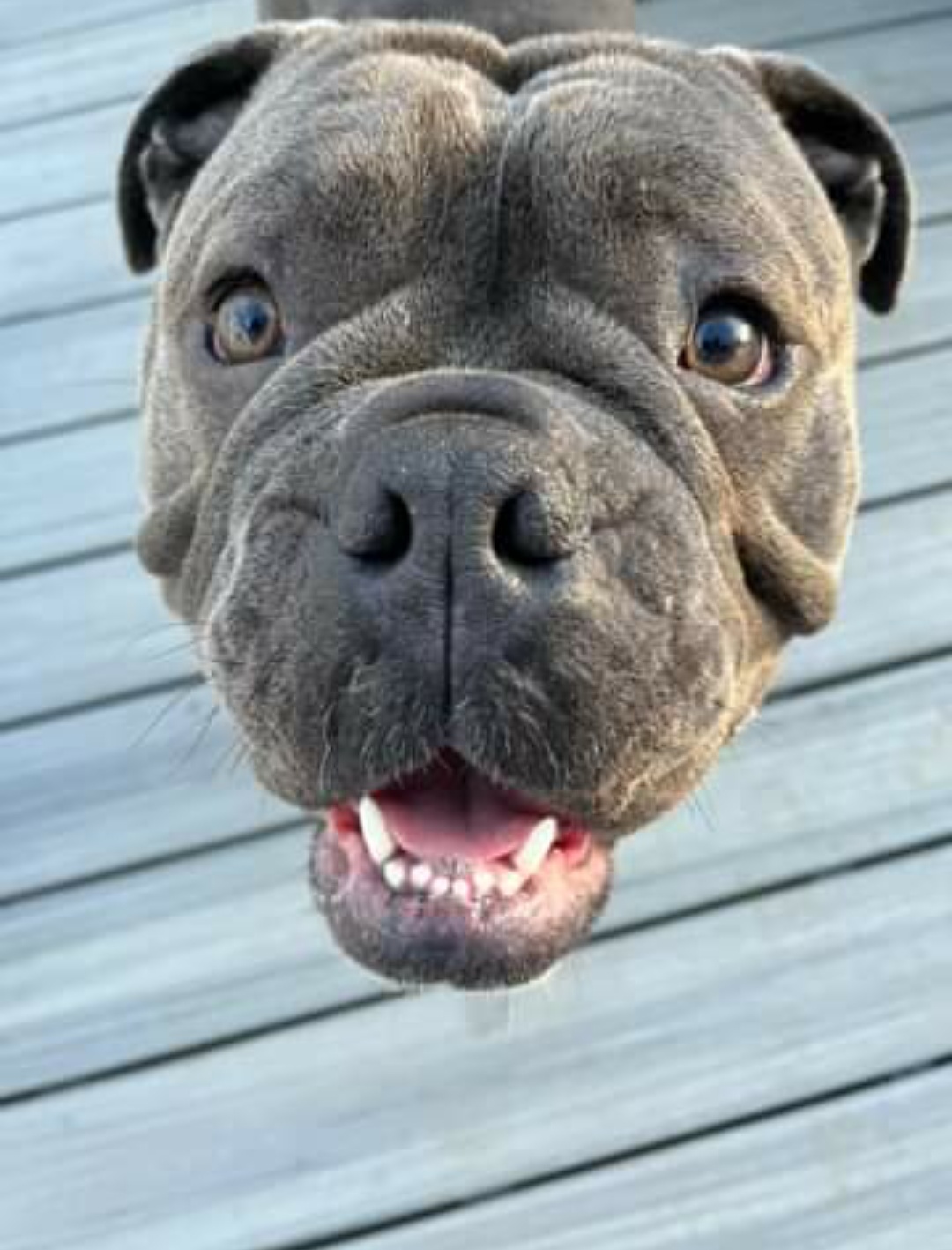 Captain Bully and The Mighty Pups