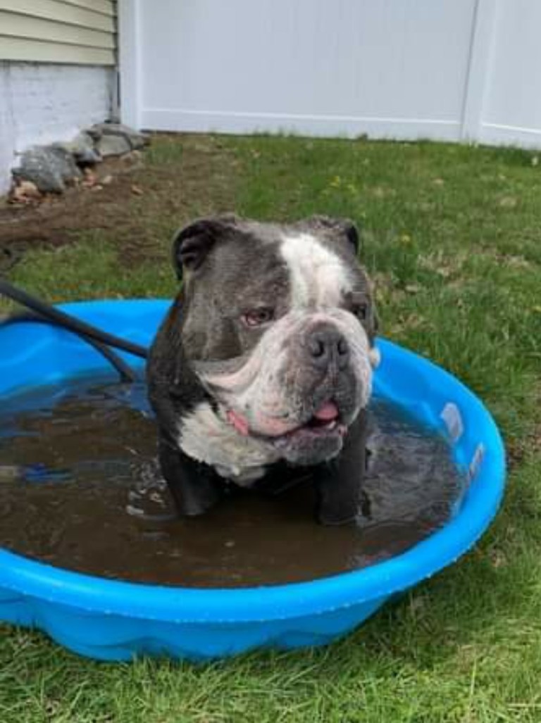 Captain Bully and The Mighty Pups