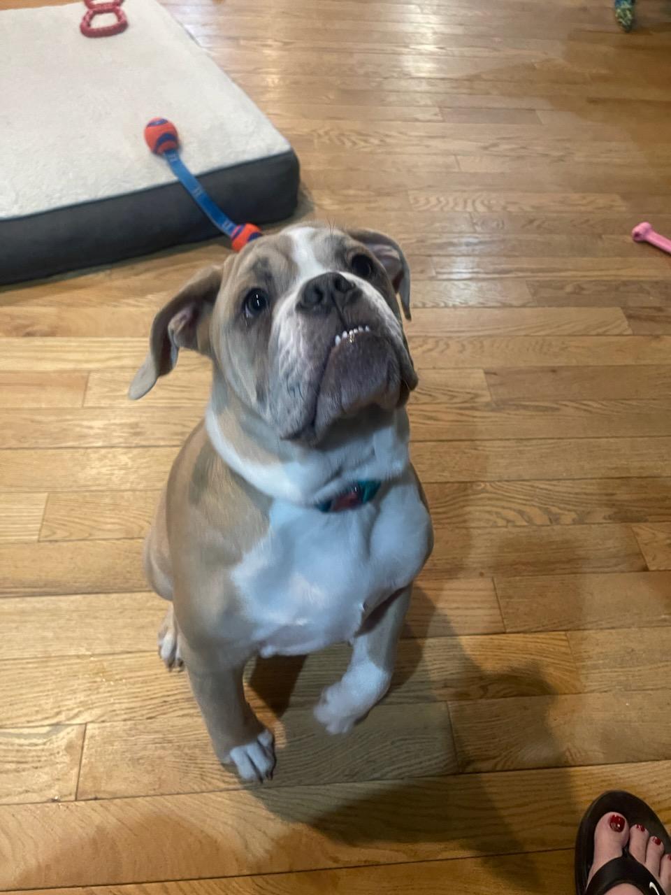 available puppies – Captain Bully and The Mighty Pups