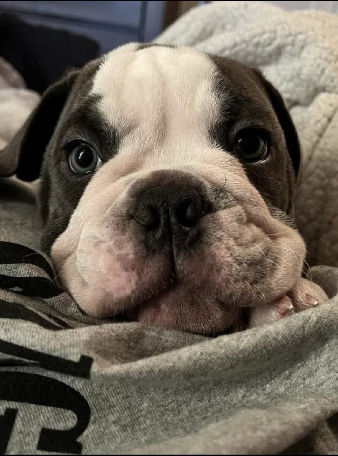 available puppies – Captain Bully and The Mighty Pups